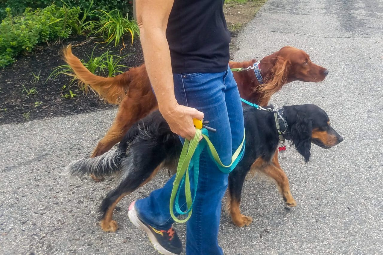 What is a Structured Walk? - Dog Coach LLC