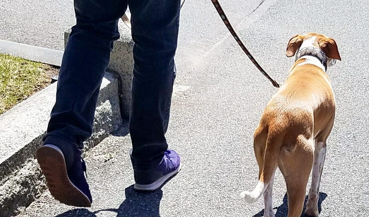 What is a Structured Walk? - Dog Coach LLC