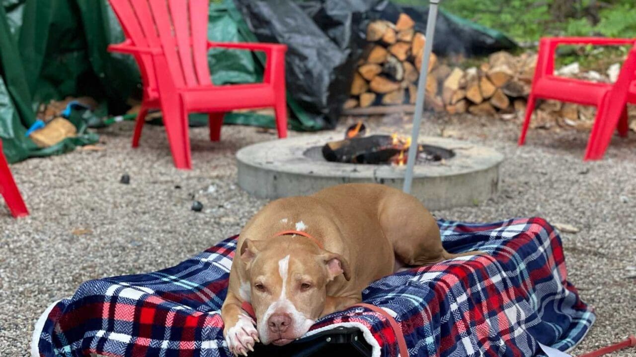 A Calm State of Mind - Dog Coach LLC