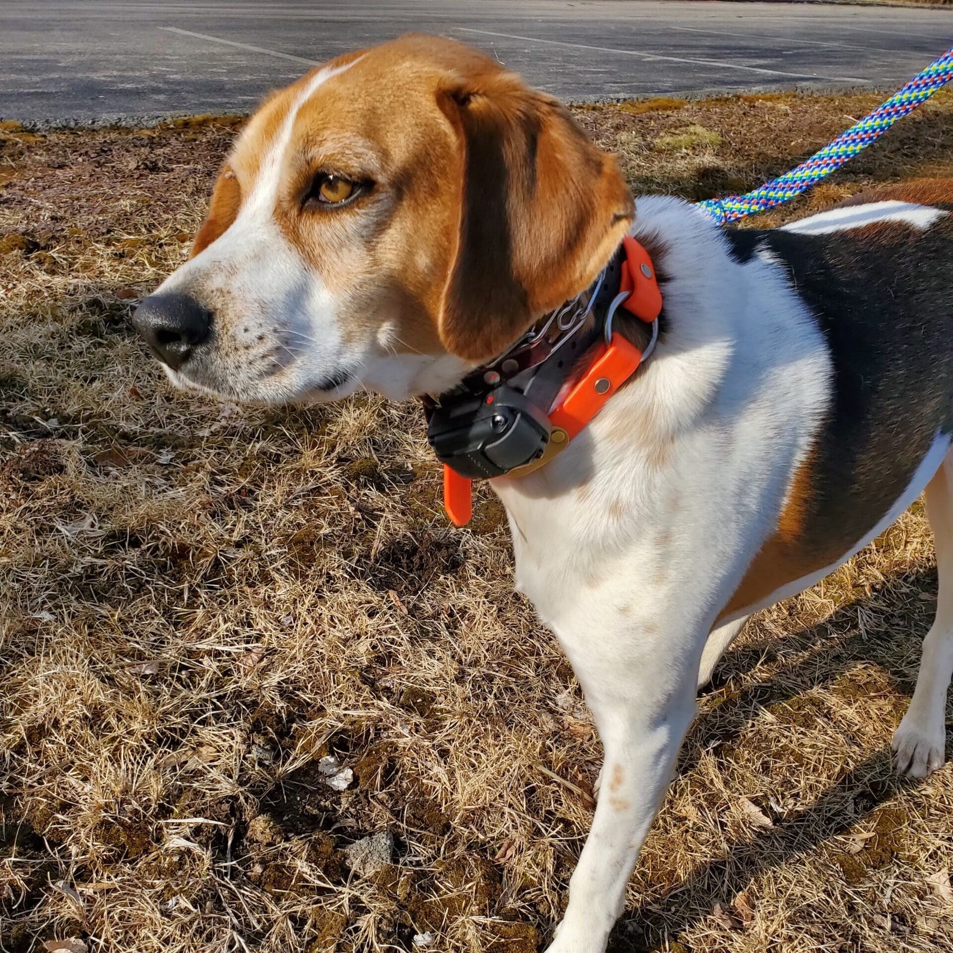 Dog Trainer - Georgetown MA - Dog Coach LLC