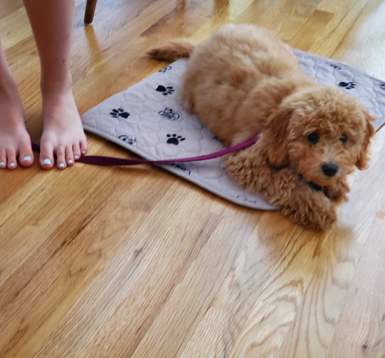 When and Why To Keep a Leash on Your Dog in the House - Dog Coach LLC